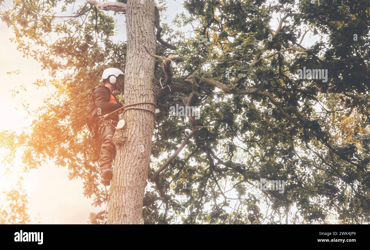 Arborist climbing up the tree and cutting branches off with small ...