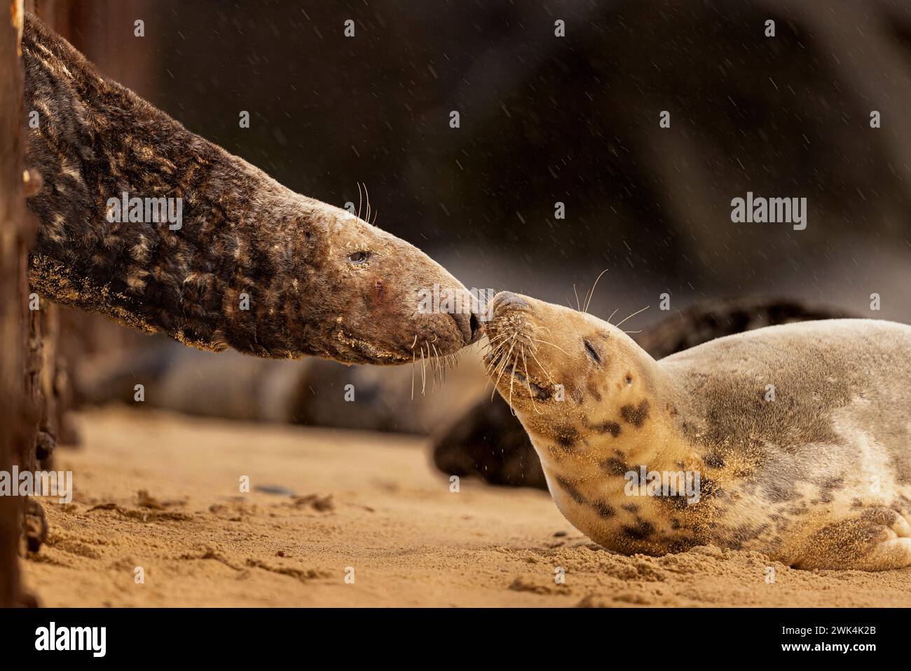 Two Grey Seal kissing in the rain Stock Photo - Alamy