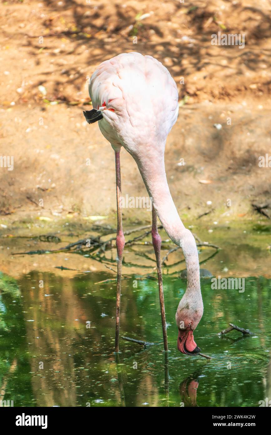 The greater flamingo, Phoenicopterus roseus, standing in water on lake ...
