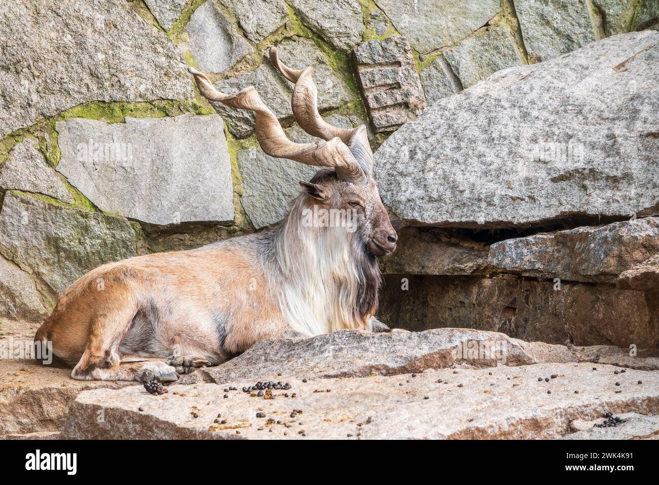 Markhor, Capra falconeri, wild goat native to Central Asia, Karakoram ...