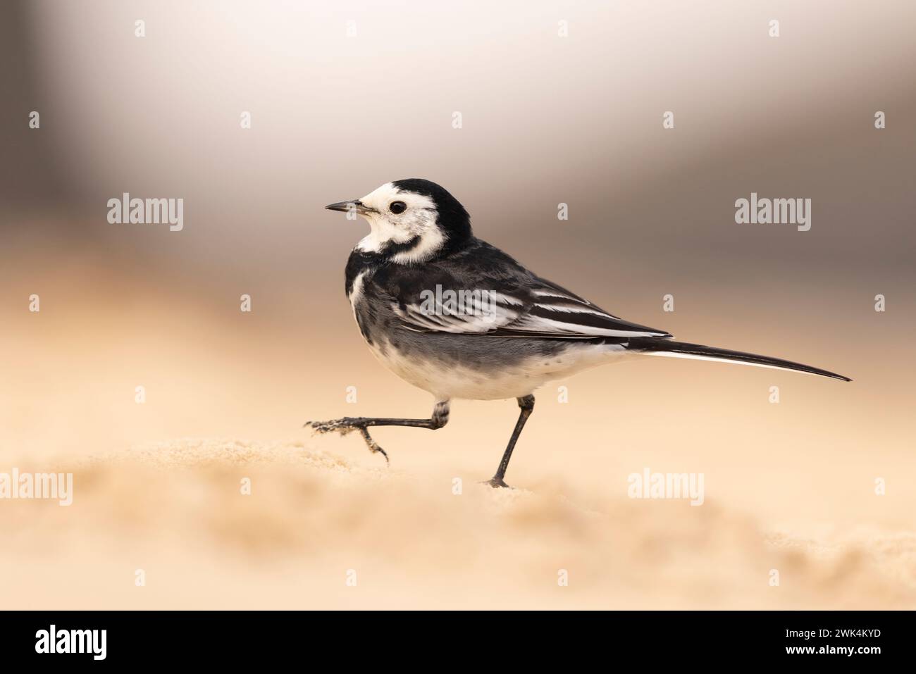 Strutting bird birds hi-res stock photography and images - Alamy