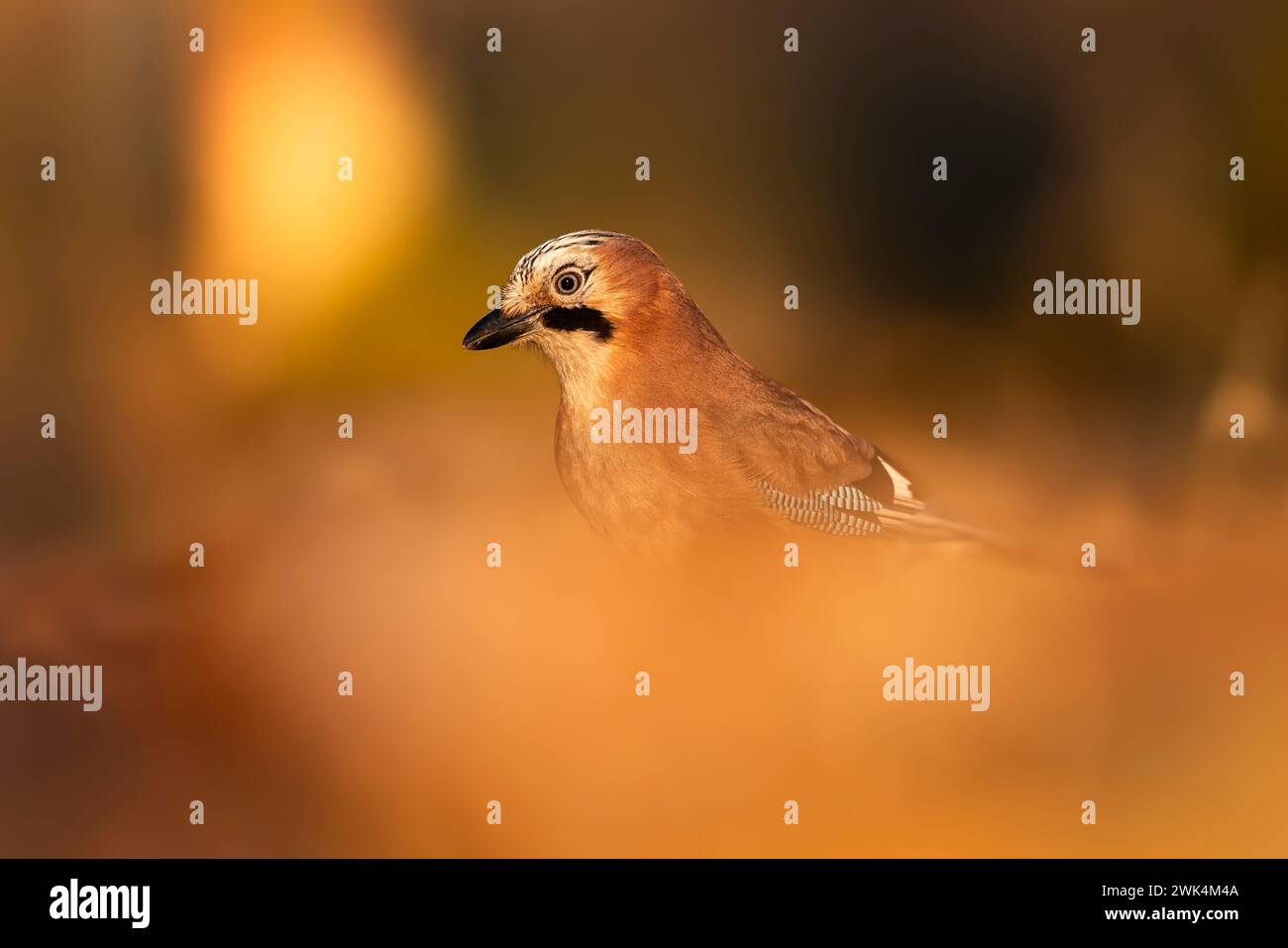 Jay searching for food in beautiful golden light Stock Photo - Alamy