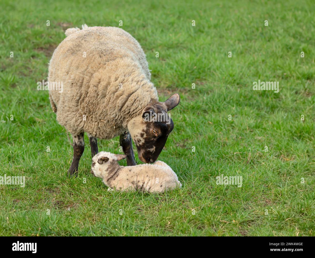 Lambing time in the Yorkshire Dales. A newborn lamb, born in February ...