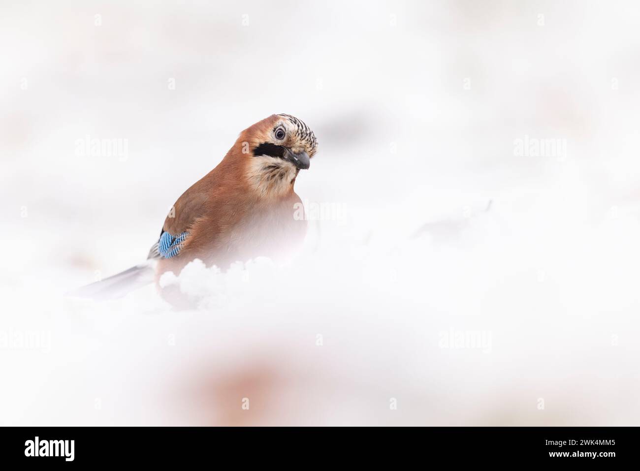 Jay snow uk hi-res stock photography and images - Alamy