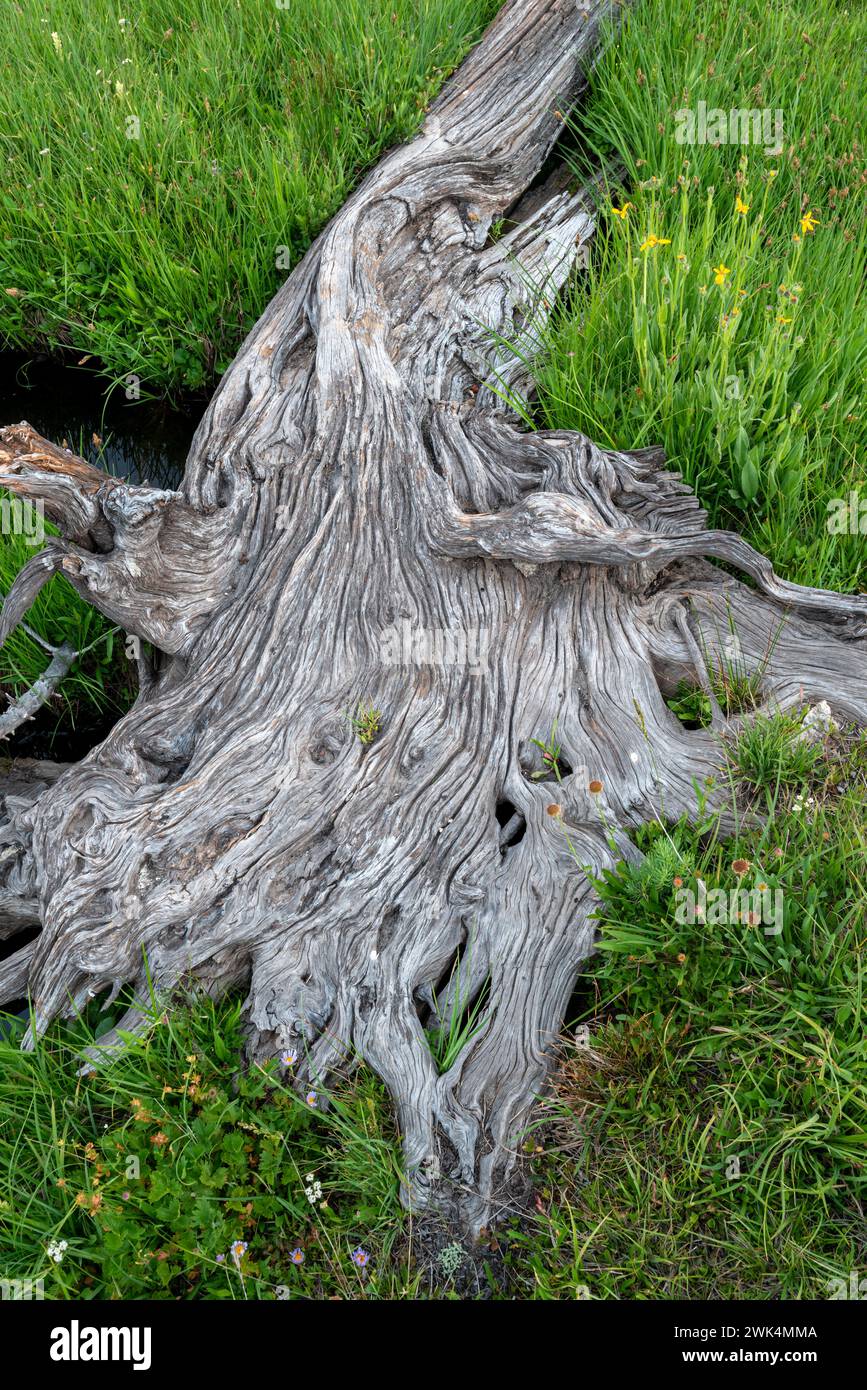 Root cap hi-res stock photography and images - Alamy