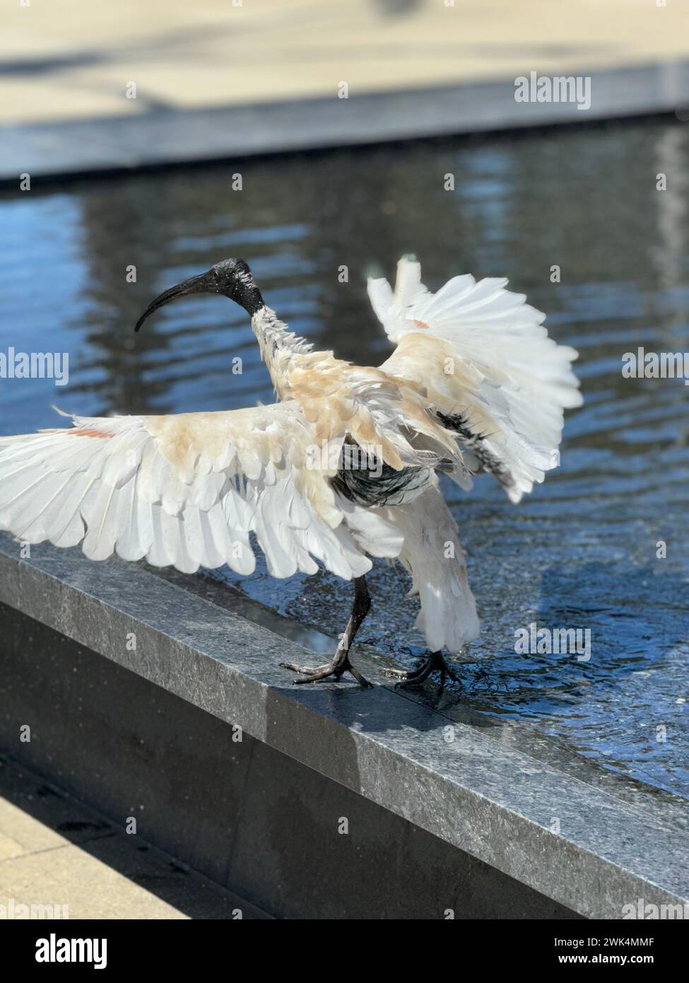 Bird takeoff motion hi-res stock photography and images - Alamy