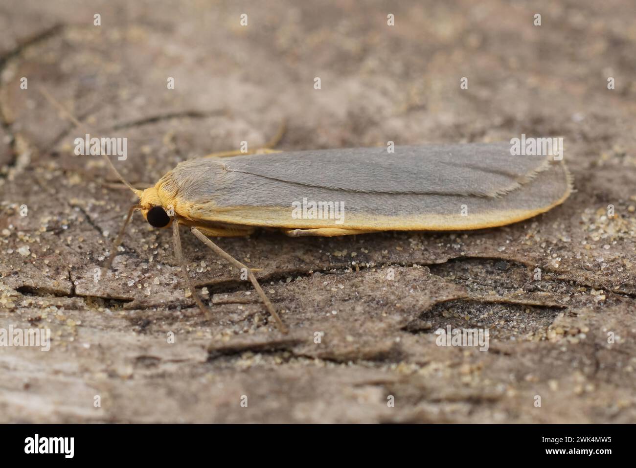 Natural closeup of a orange yellow, common footman moth, Eilema ...