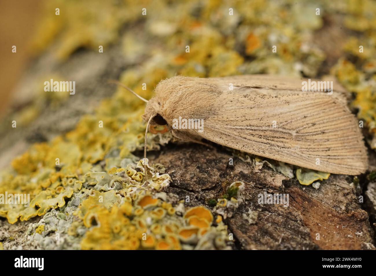 Detailed closeup of the obscure wainscot moth, Leucania obsoleta ...