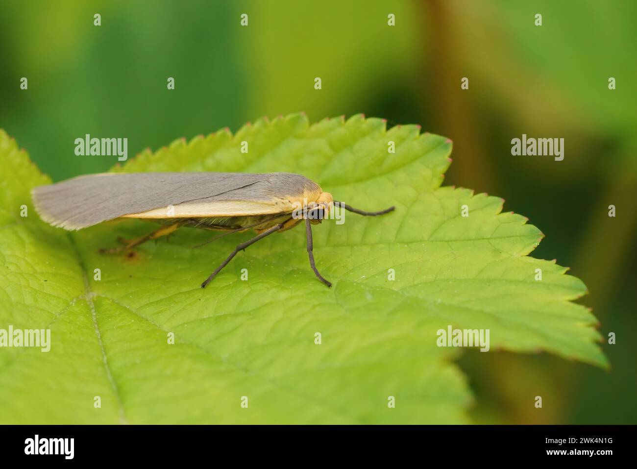 Natural Closeup of a orange yellow, common footman moth, Eilema ...