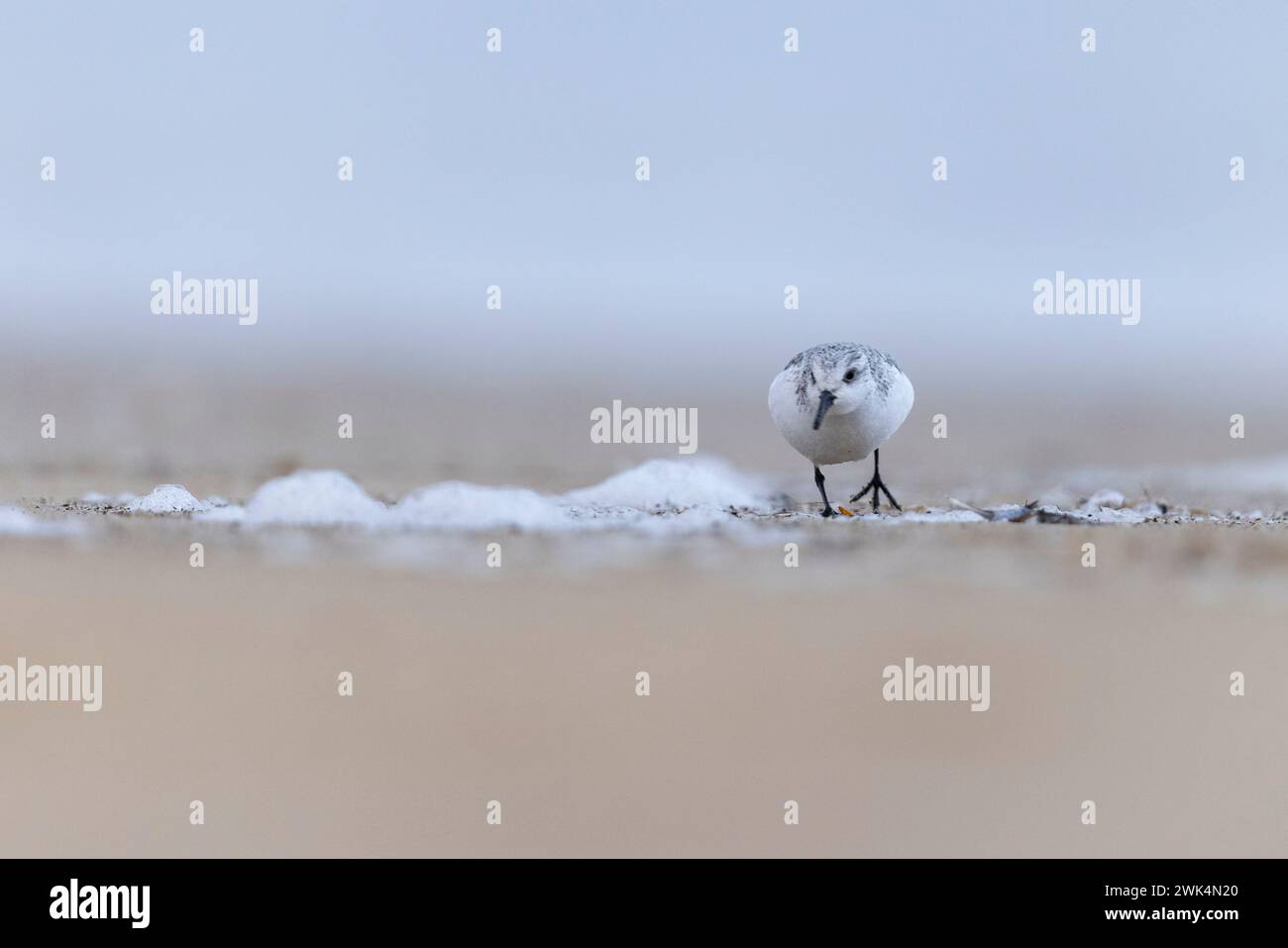 Sanderling species hi-res stock photography and images - Alamy