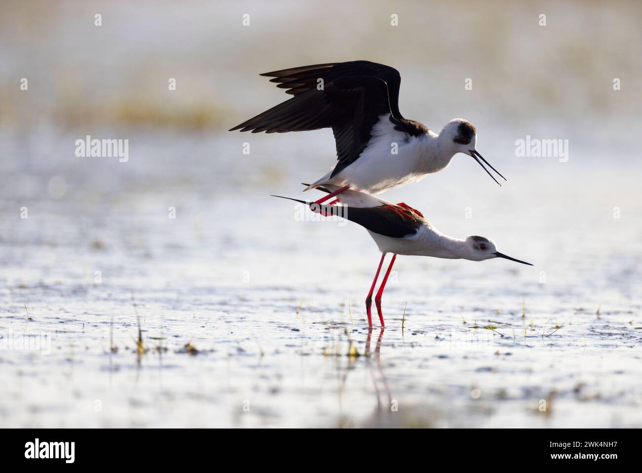 Black winged stilt mating hi-res stock photography and images - Alamy