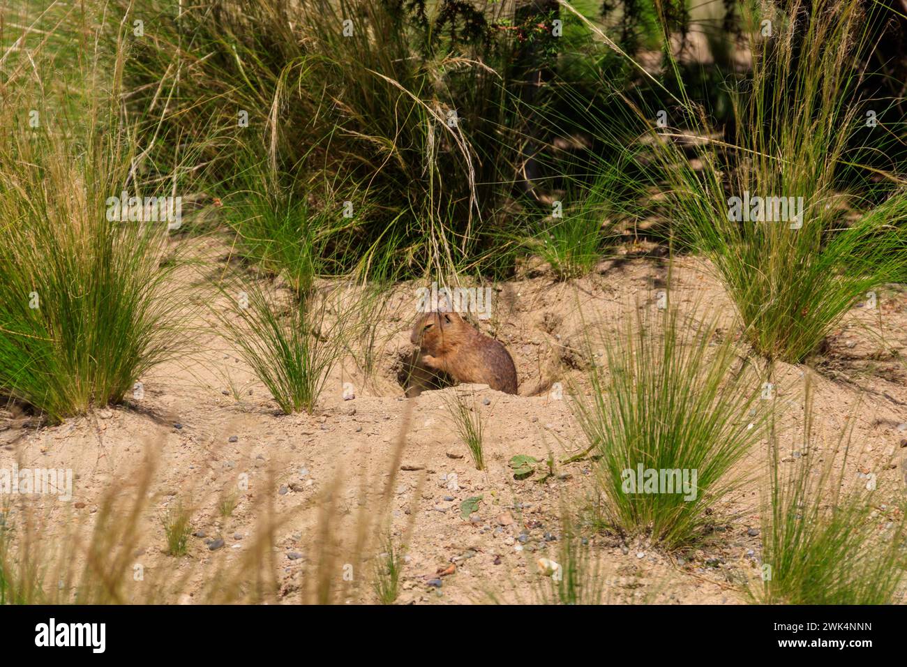European ground squirrel (Spermophilus citellus), also known as the ...