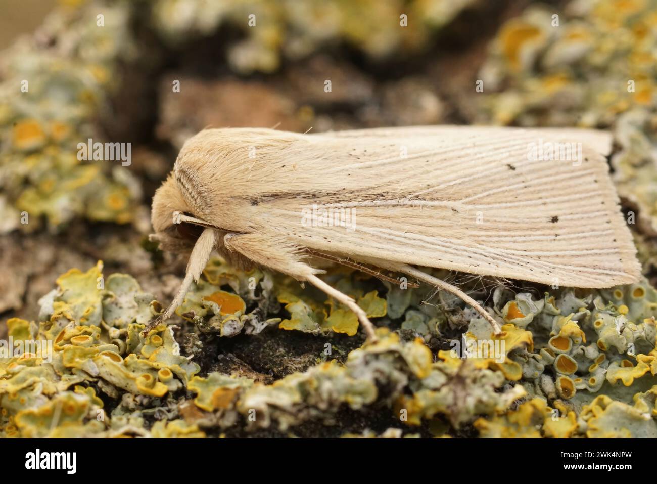 Natural closeup on the pale colored Southern Wainscot owlet moth ...