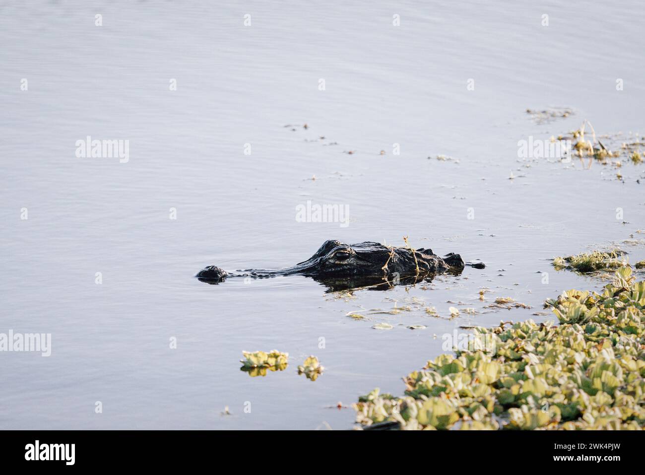 Swimming alligator in Florida Stock Photo - Alamy