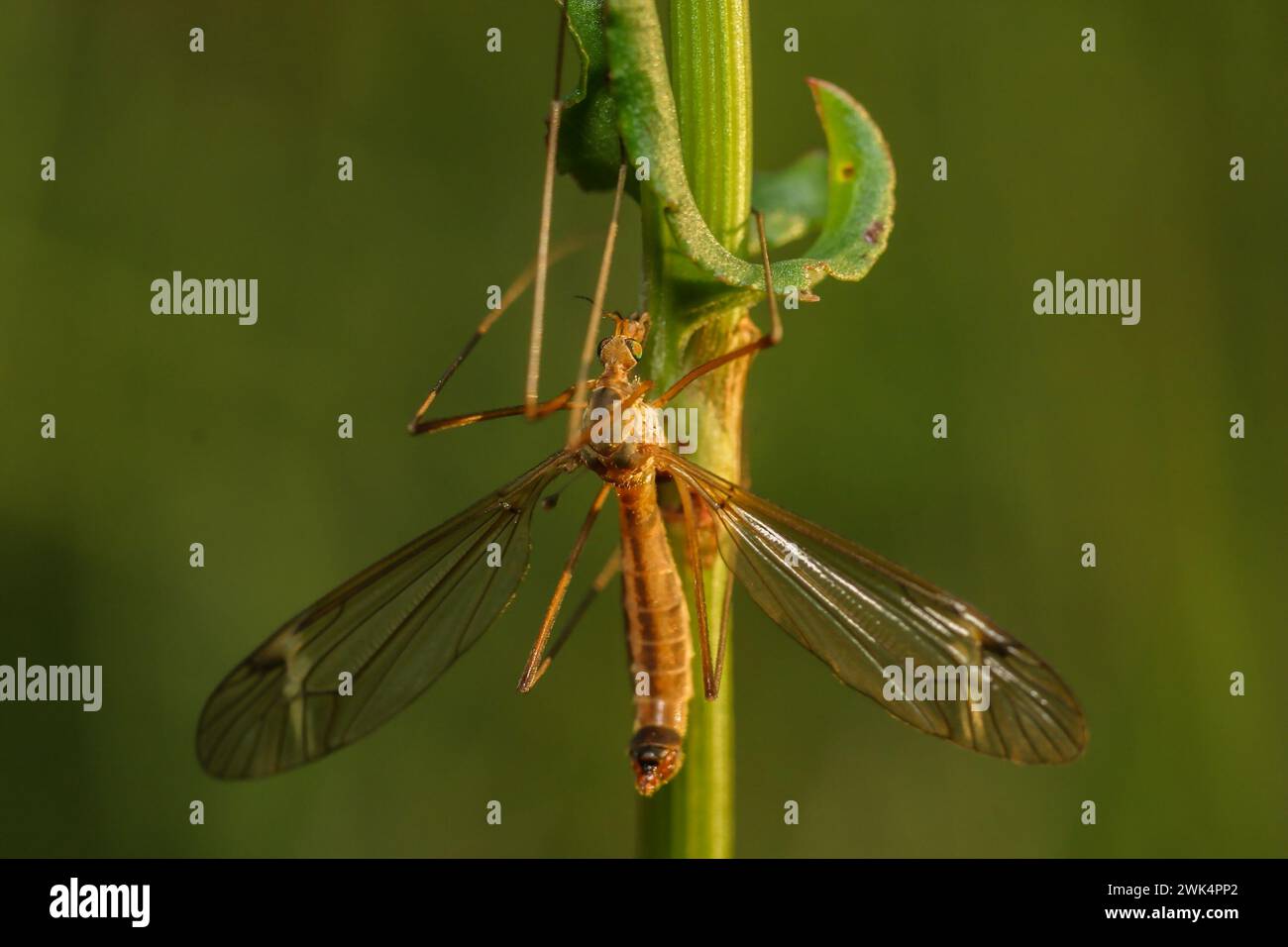 Forest mosquito, natural forest environment, large magnification up ...