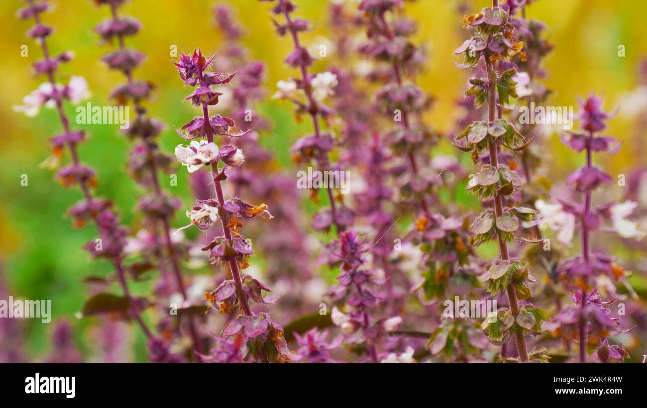 Basil plant with flower growing in an orchard, macro close up. Close up ...