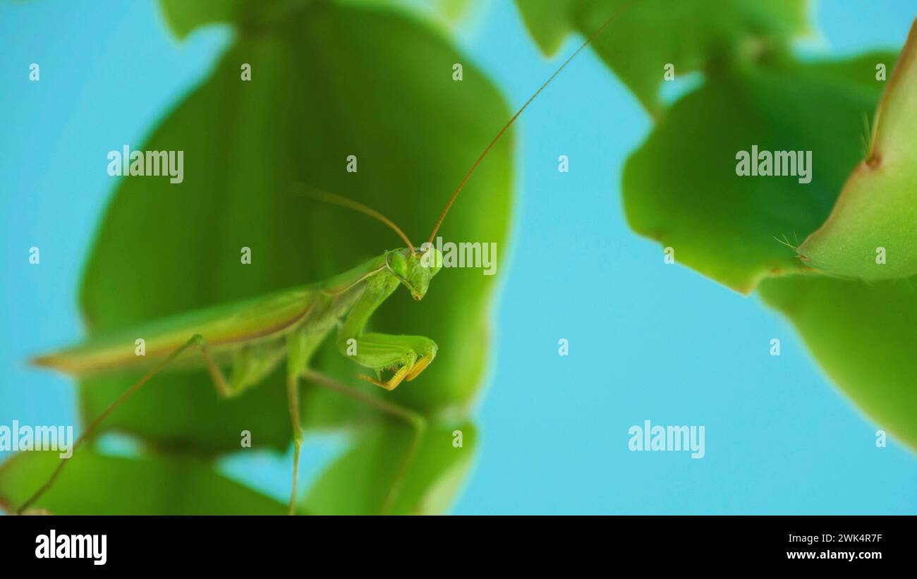 Female European Mantis or Praying Mantis. Green praying mantis. Praying ...
