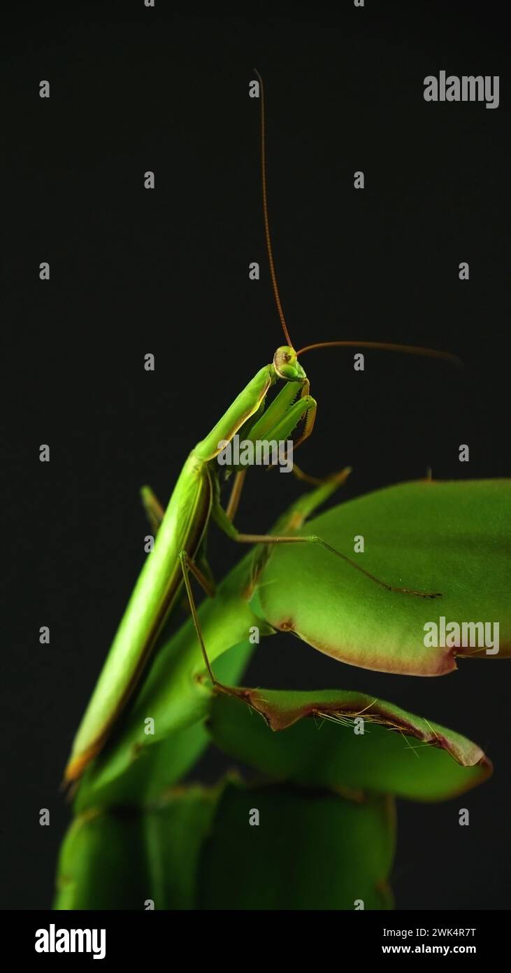 Mantis in leaves on black background. Mantis disguise under plant ...