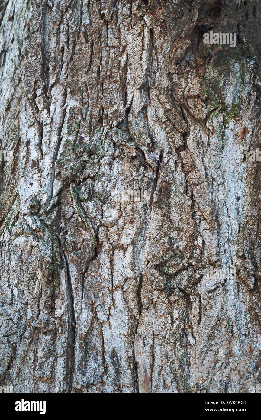 Carved texture of tree bark. The bark of an adult tree with cracks ...