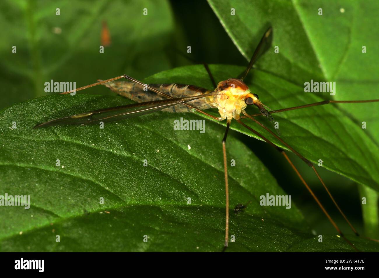 Common cranefly (Leptotarsus sp Stock Photo - Alamy