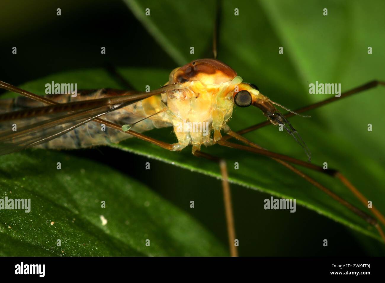 Common cranefly (Leptotarsus sp Stock Photo - Alamy