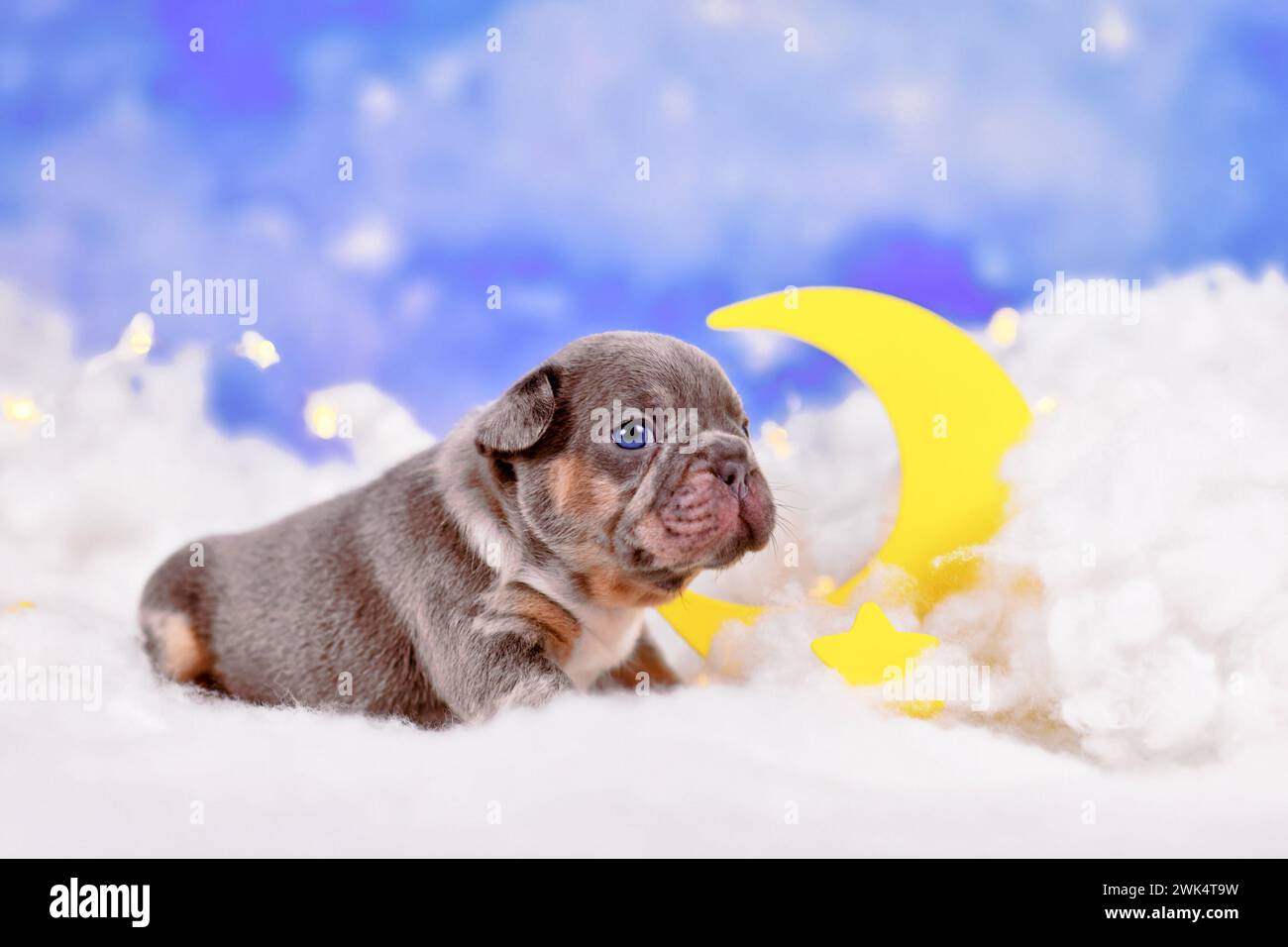 Cute tan French Bulldog puppy between fluffy clouds with moon and stars ...
