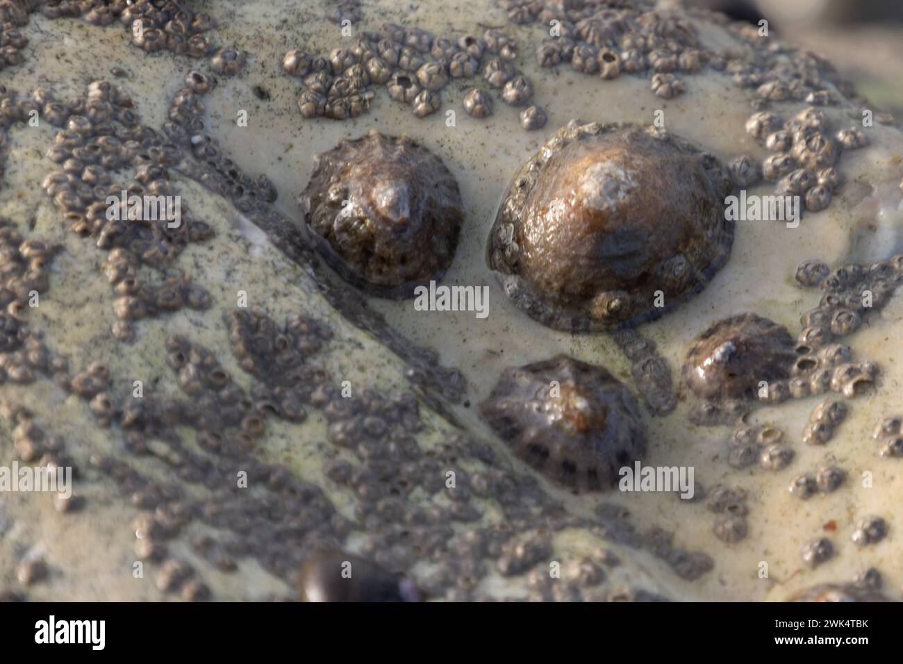 Seashell on rock hi-res stock photography and images - Alamy