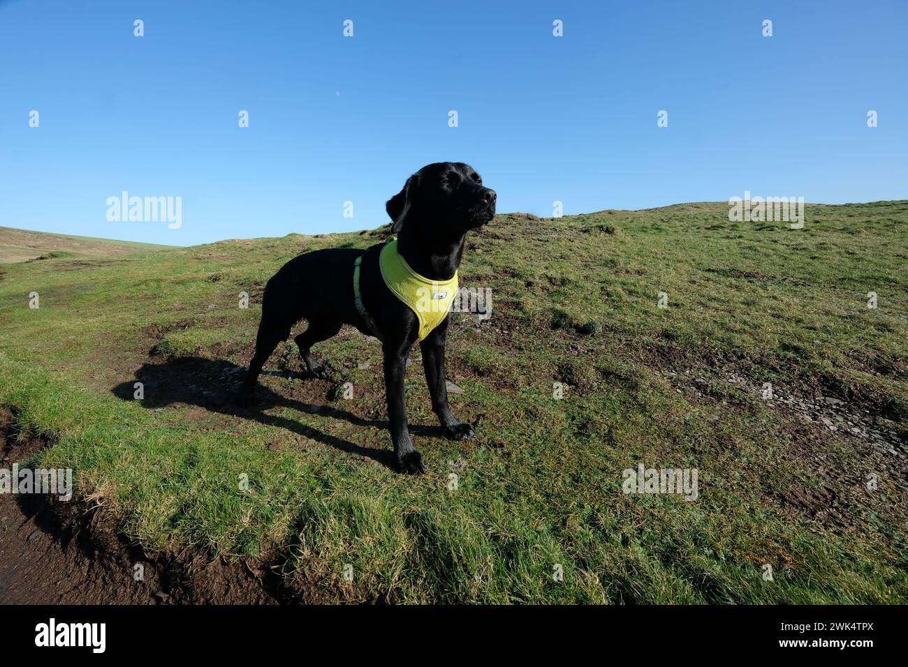 One year old female Field Labrador called Callie a girls name from the ...