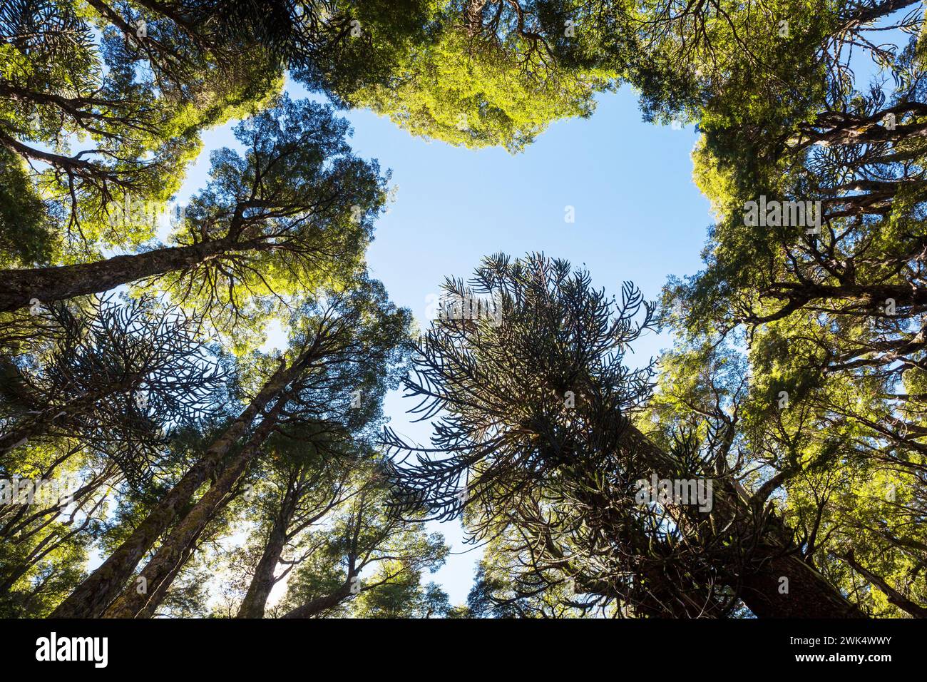 Unusual Araucaria (Araucaria araucana) trees in Andes mountains, Chile ...