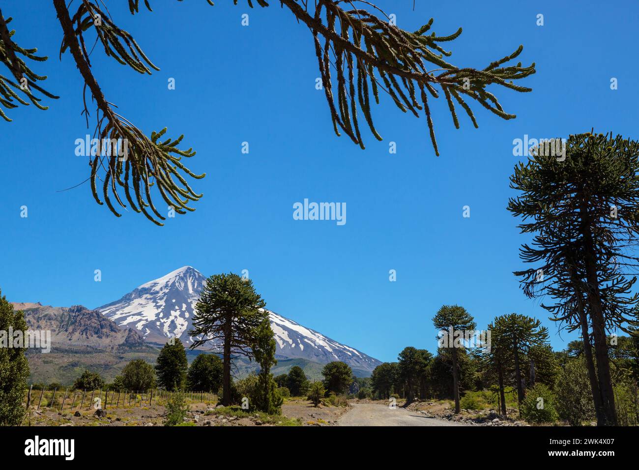 Unusual Araucaria (Araucaria araucana) trees in Andes mountains, Chile ...