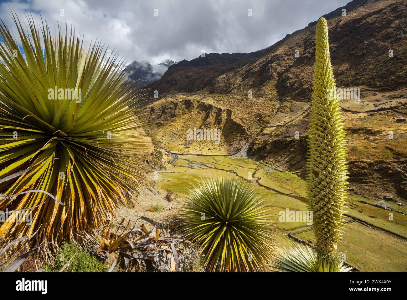 Puya Raimondii Plants high up in the Peruvian Andes, South America ...