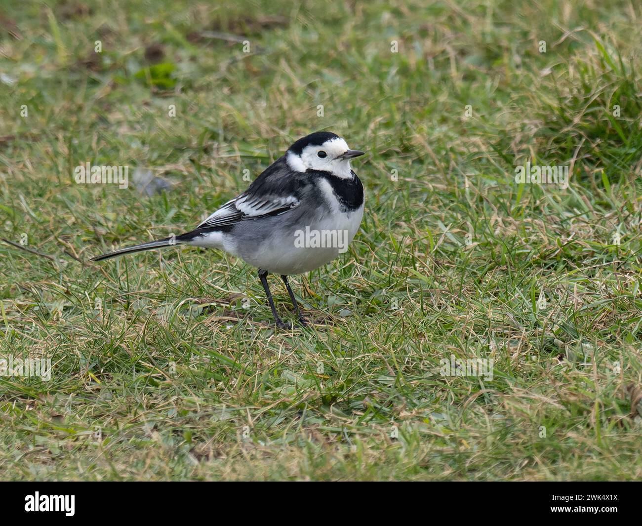Wagtail pied motacilla alba yarrellii hi-res stock photography and ...