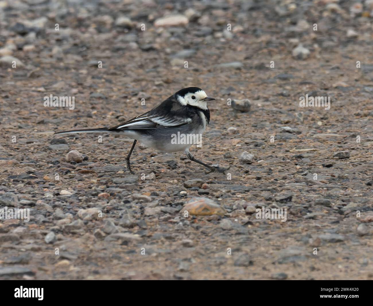Willie wagtail hunting in hi-res stock photography and images - Alamy