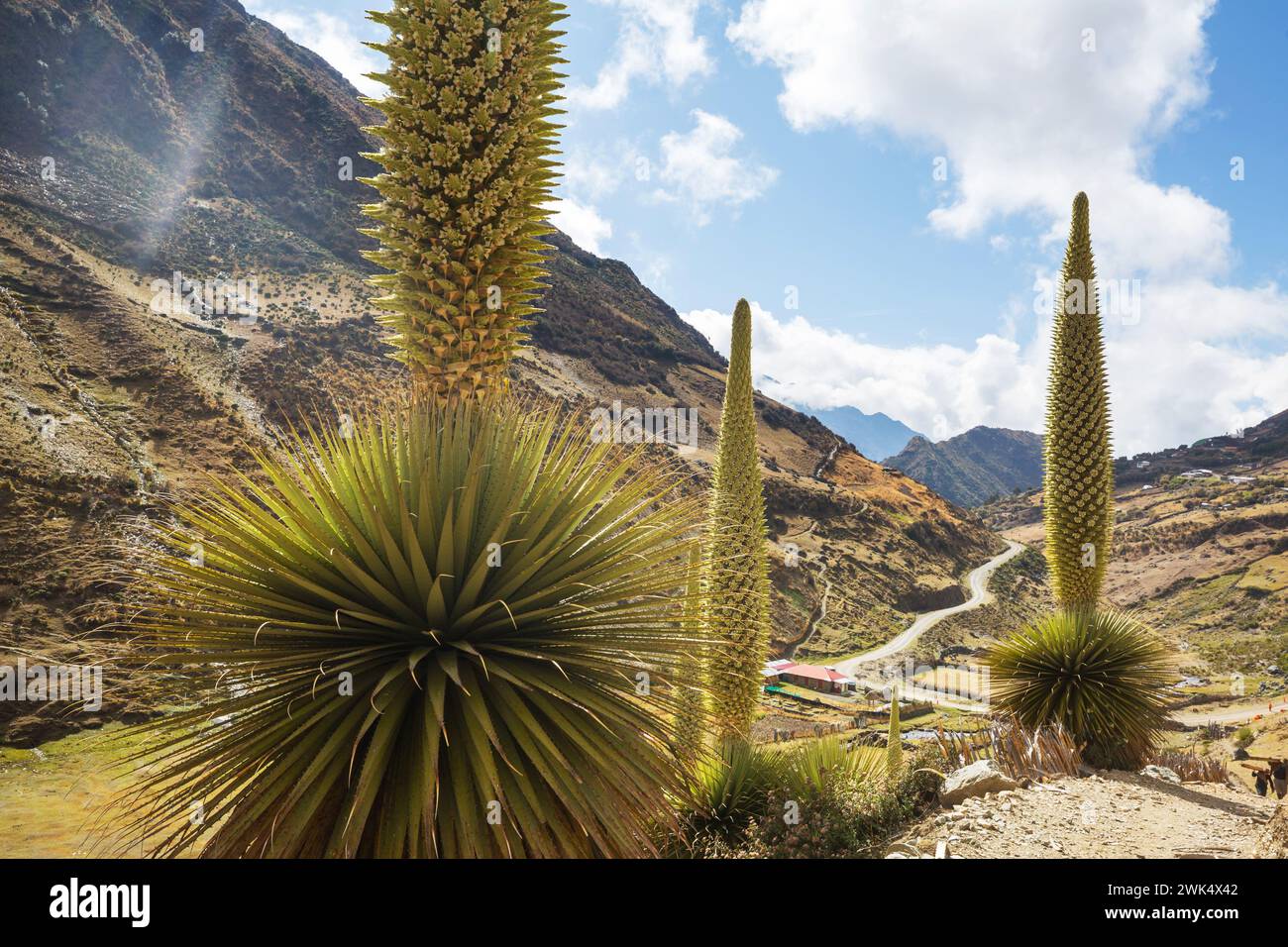 Puya Raimondii Plants high up in the Peruvian Andes, South America ...