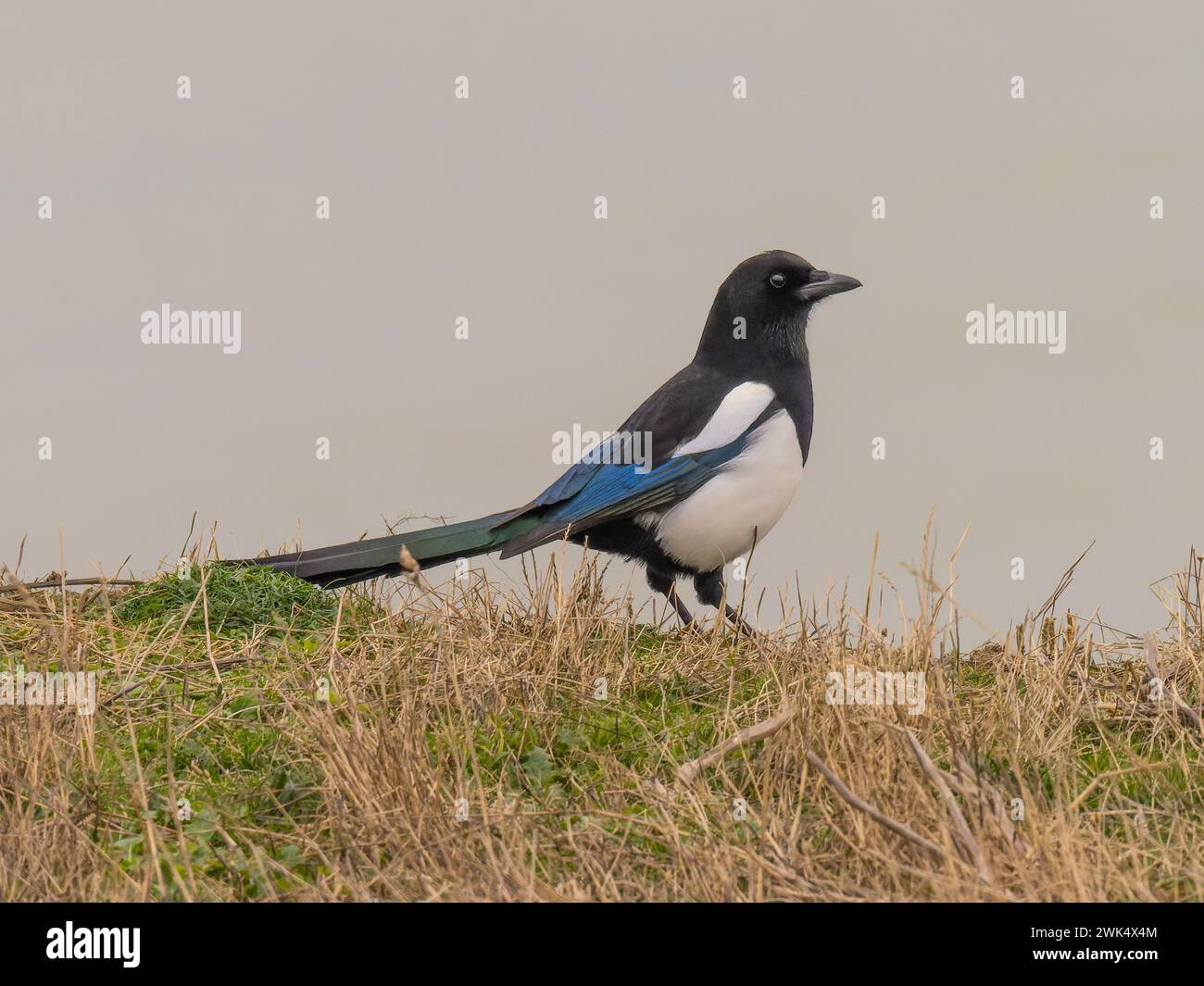 A Eurasian magpie or common magpie, Pica pica, perched on top of a ...