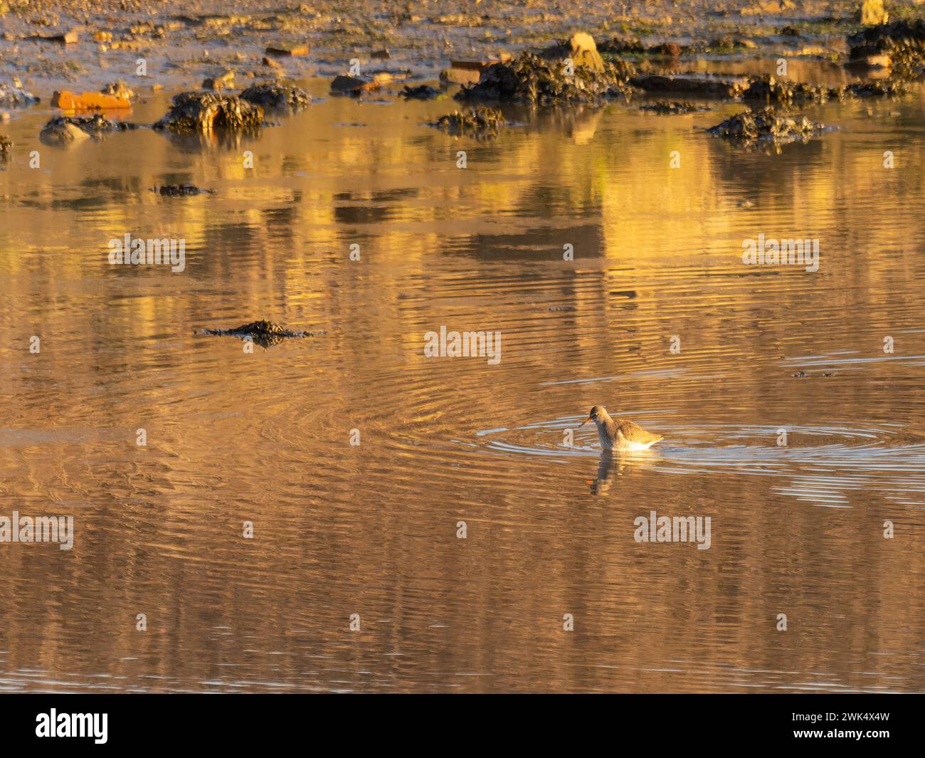 Common british wading bird hi-res stock photography and images - Alamy