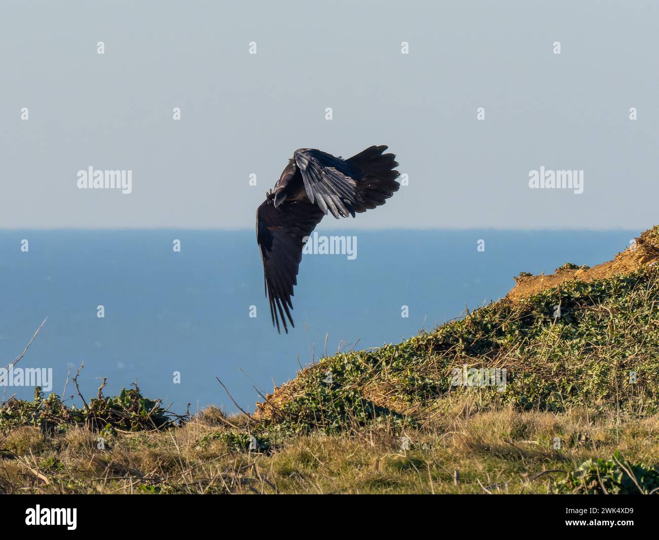 A common raven, also know as just raven, Corvus corax, in fight Stock ...
