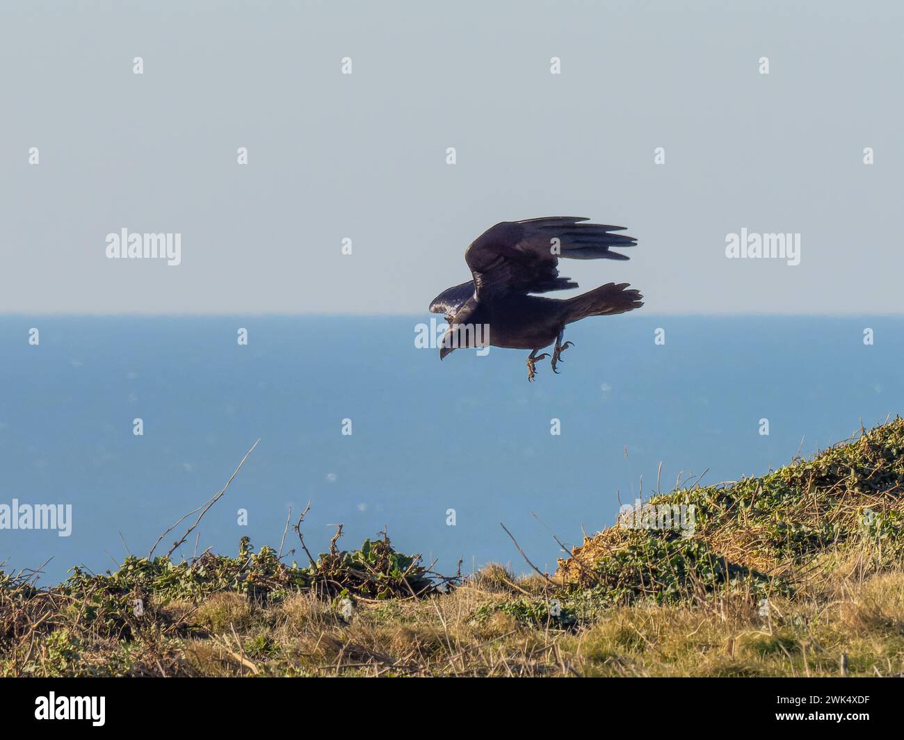 A common raven, also know as just raven, Corvus corax, in fight Stock ...