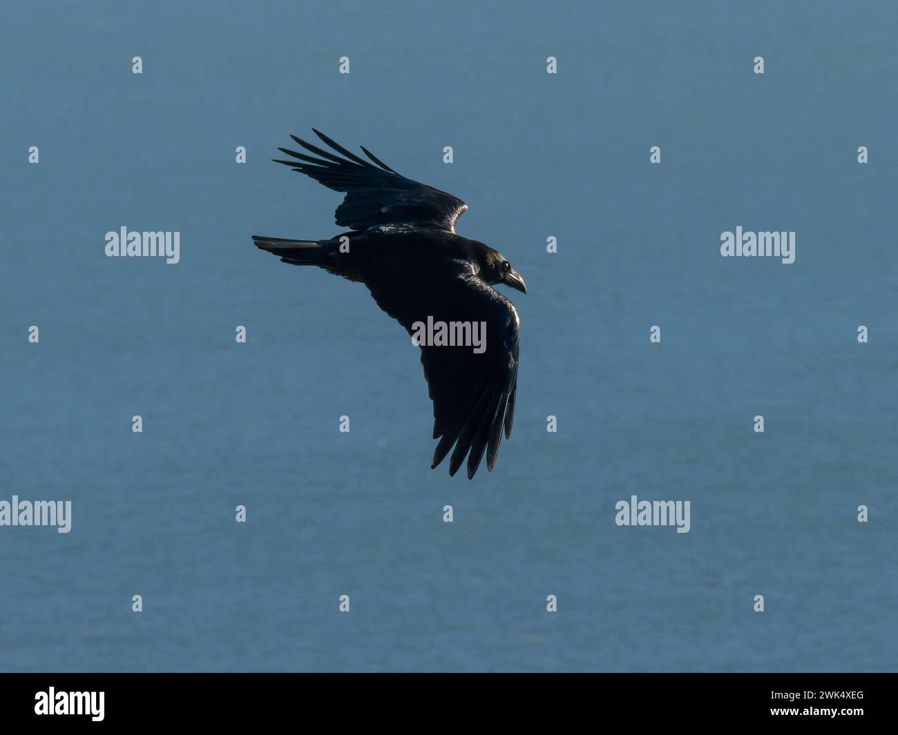 Know how to fight hi-res stock photography and images - Alamy