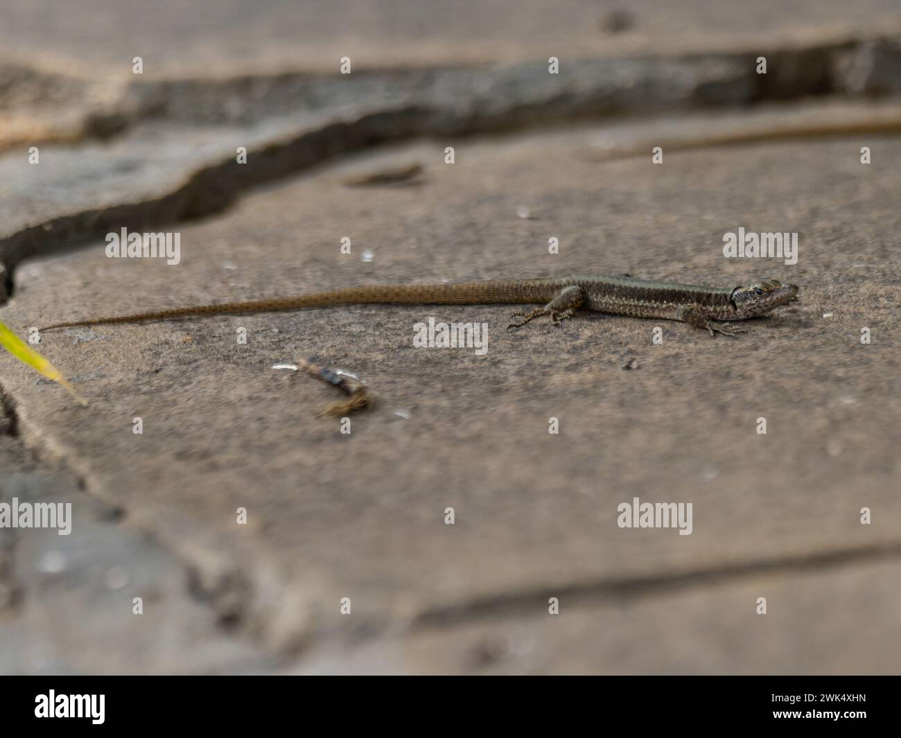 A Madeiran wall lizard, Teira dugesii, basking in the sun Stock Photo ...