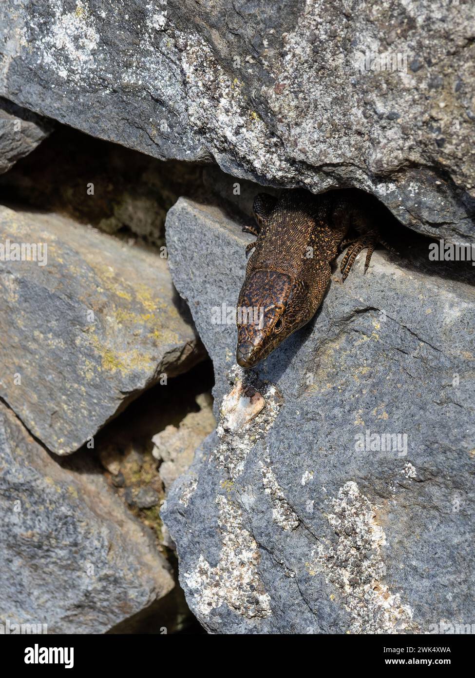A Madeiran wall lizard, Teira dugesii, basking in the sun Stock Photo ...