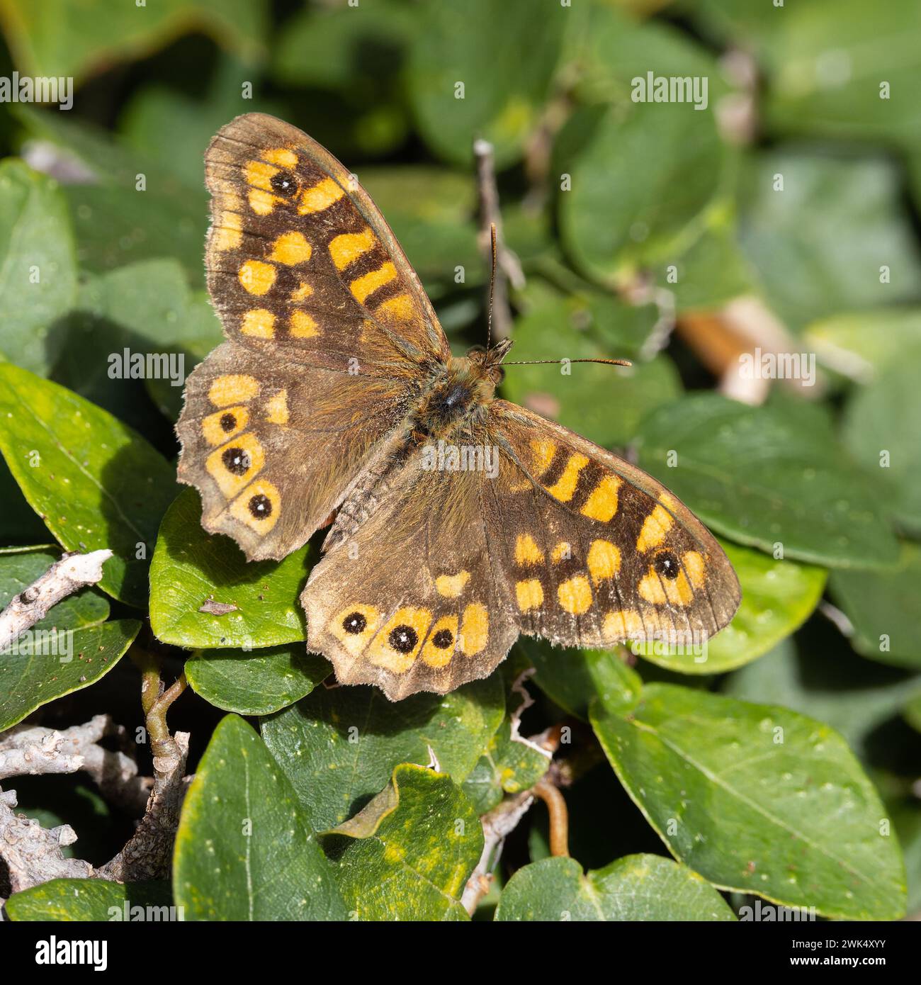 A sub species of the speckled wood butterfly, Pararge aegeria aegeria ...