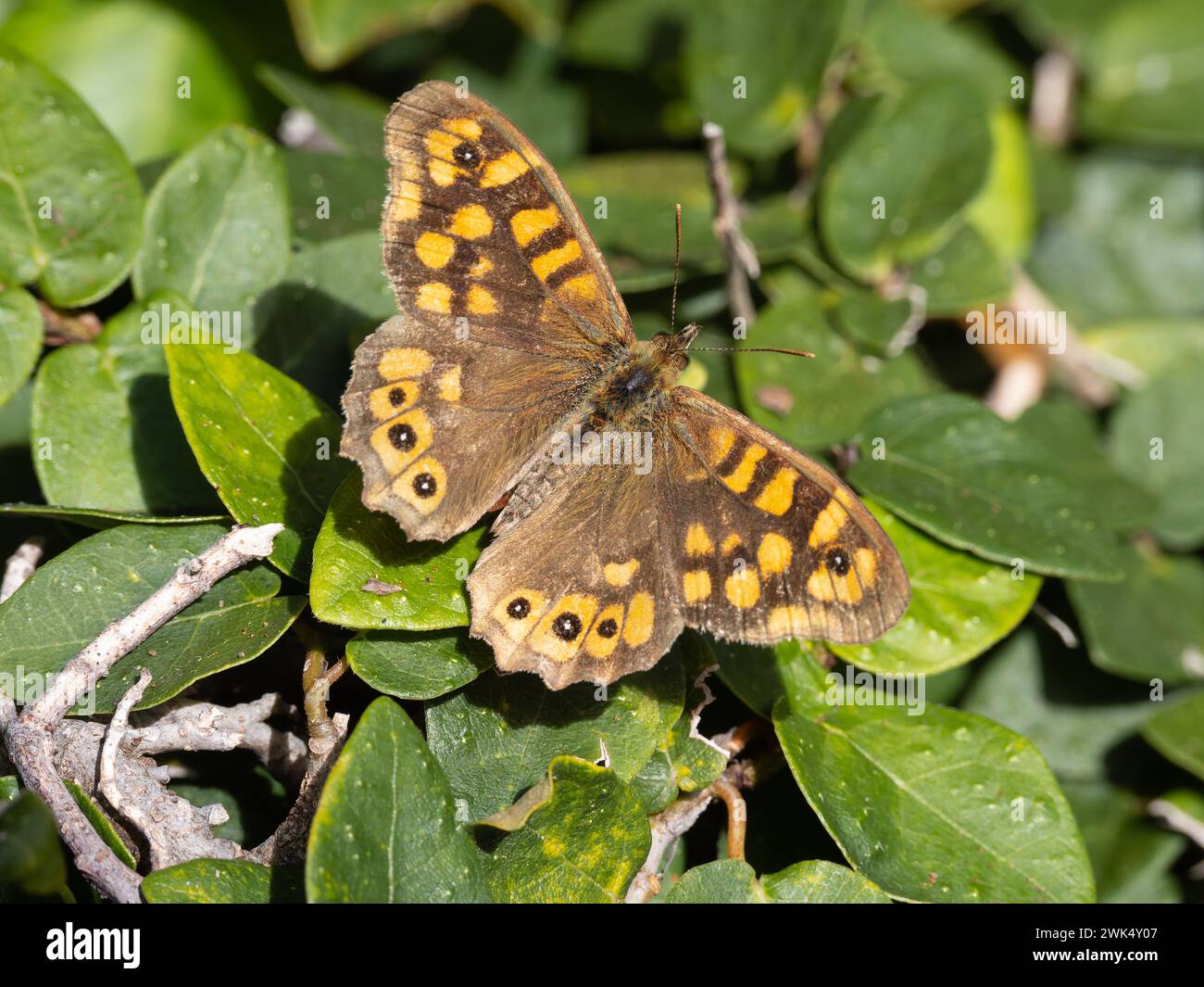 A sub species of the speckled wood butterfly, Pararge aegeria aegeria ...
