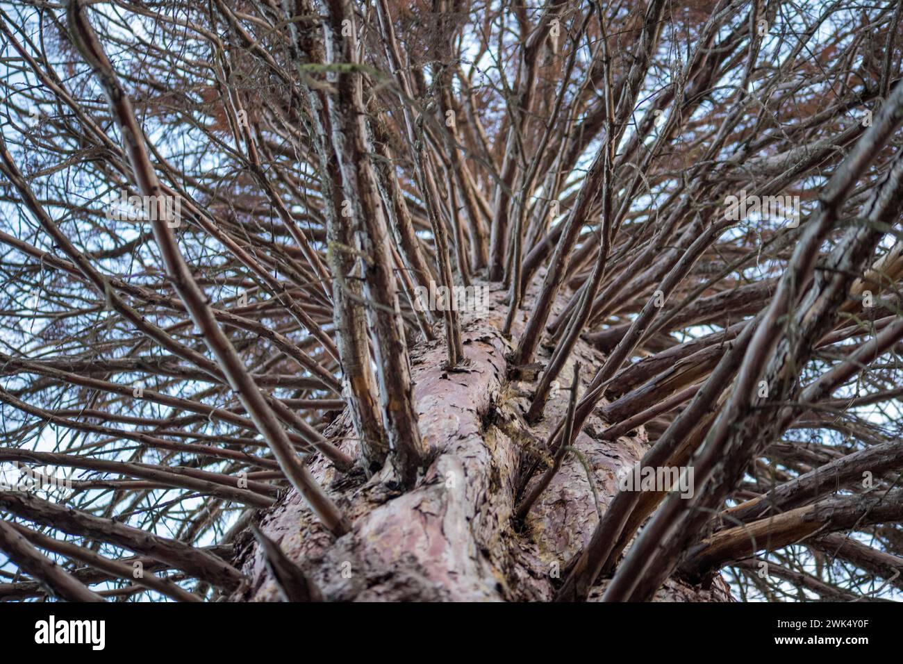 Spreading tree branches of pine tree with trunk Stock Photo - Alamy