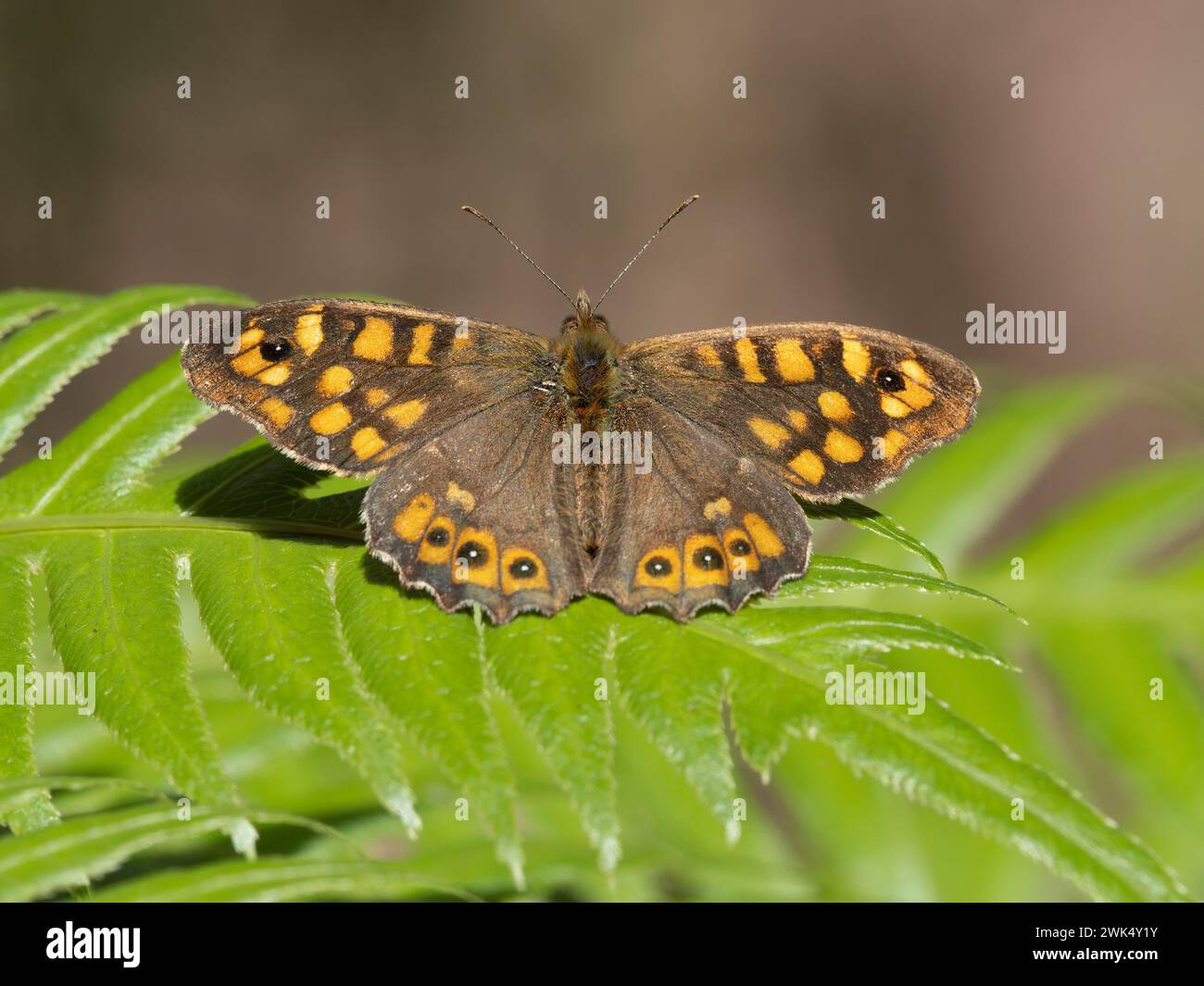 A sub species of the speckled wood butterfly, Pararge aegeria aegeria ...