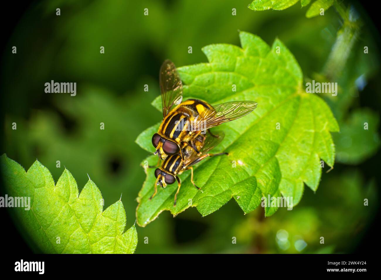 Mating Helophilus hybridus Family Syrphidae Genus Helophilus Wooly ...