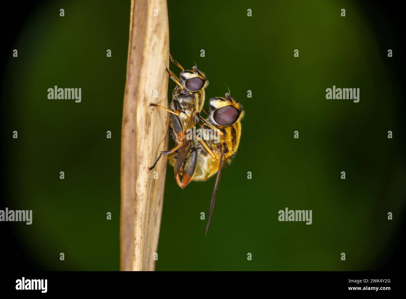 Mating Helophilus hybridus Family Syrphidae Genus Helophilus Wooly ...