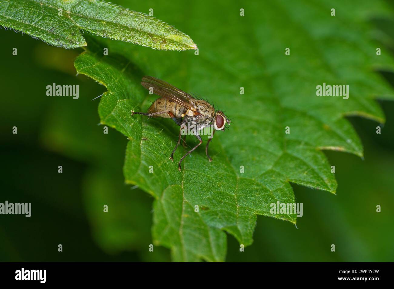 Coenosia tigrina Family Muscidae Genus Coenosia House fly wild nature ...