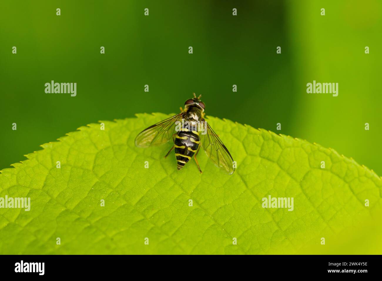 Genus melangyna hi-res stock photography and images - Alamy