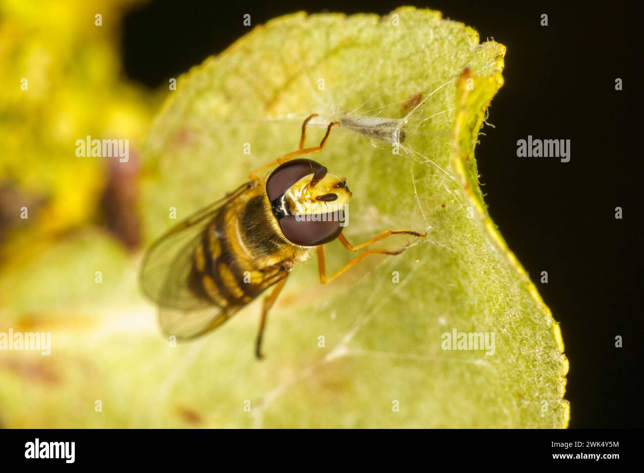 Eupeodes corollae Family Syrphidae Genus Eupeodes Migrant hover fly ...